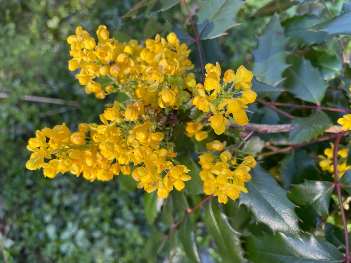 The Oregon Grape Holly | biologicalenrichment