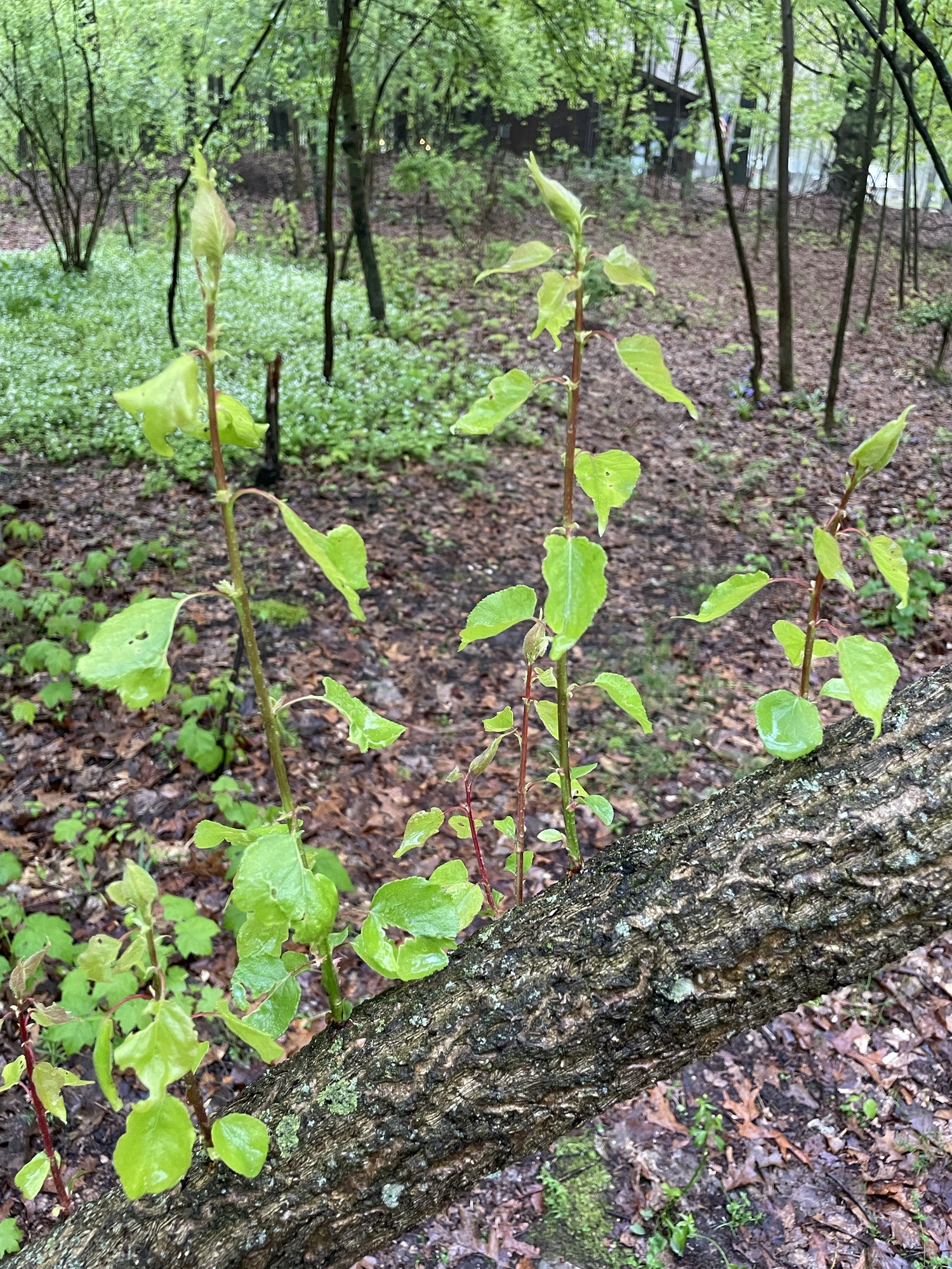 When Trees Move | biologicalenrichment