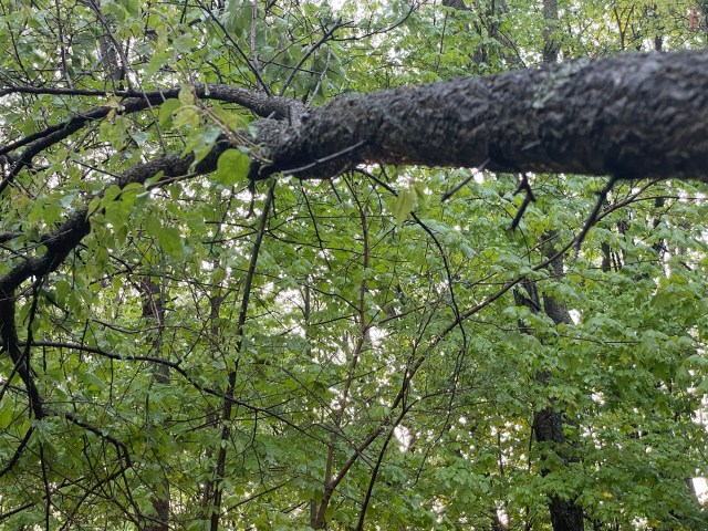 When Trees Move | biologicalenrichment