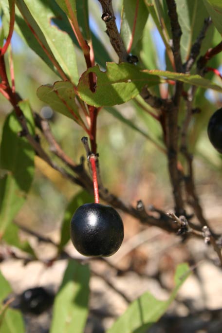 You and What Sandcherry Empire | biologicalenrichment