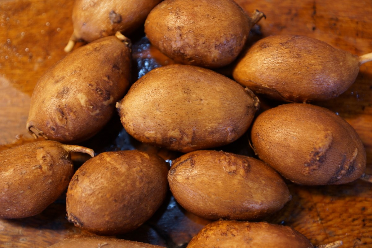 Perennial Protein of Apios americana: Tubers on a String ...
