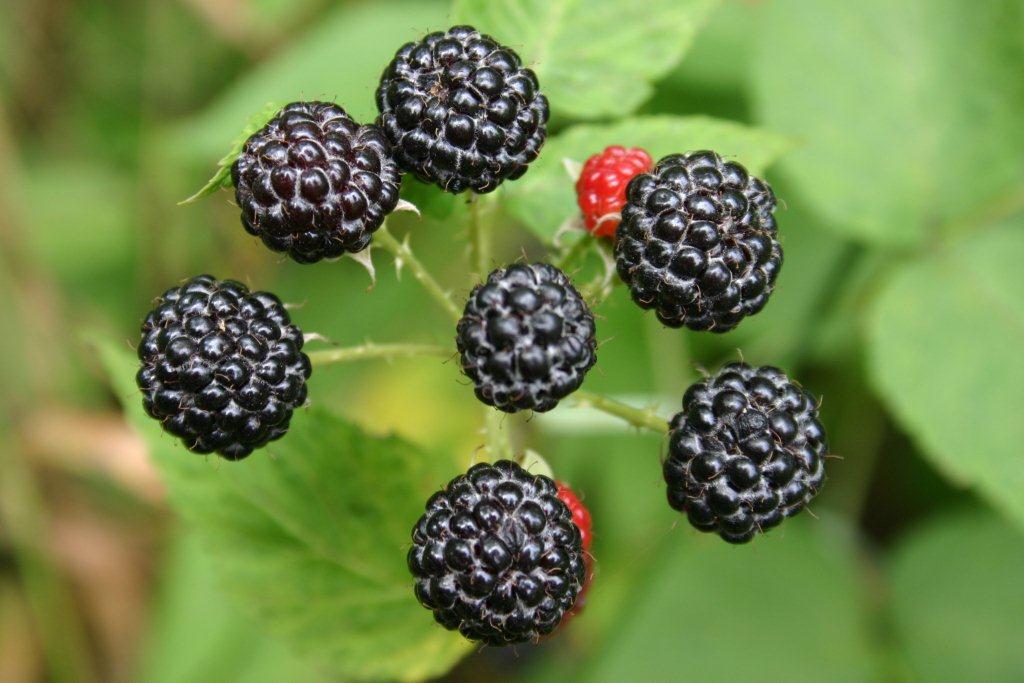 A Raspberry Takes Many Forms | biologicalenrichment