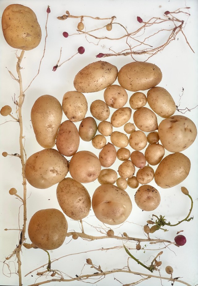 One Potato: Teeny Tubers on a Quantum String | biologicalenrichment