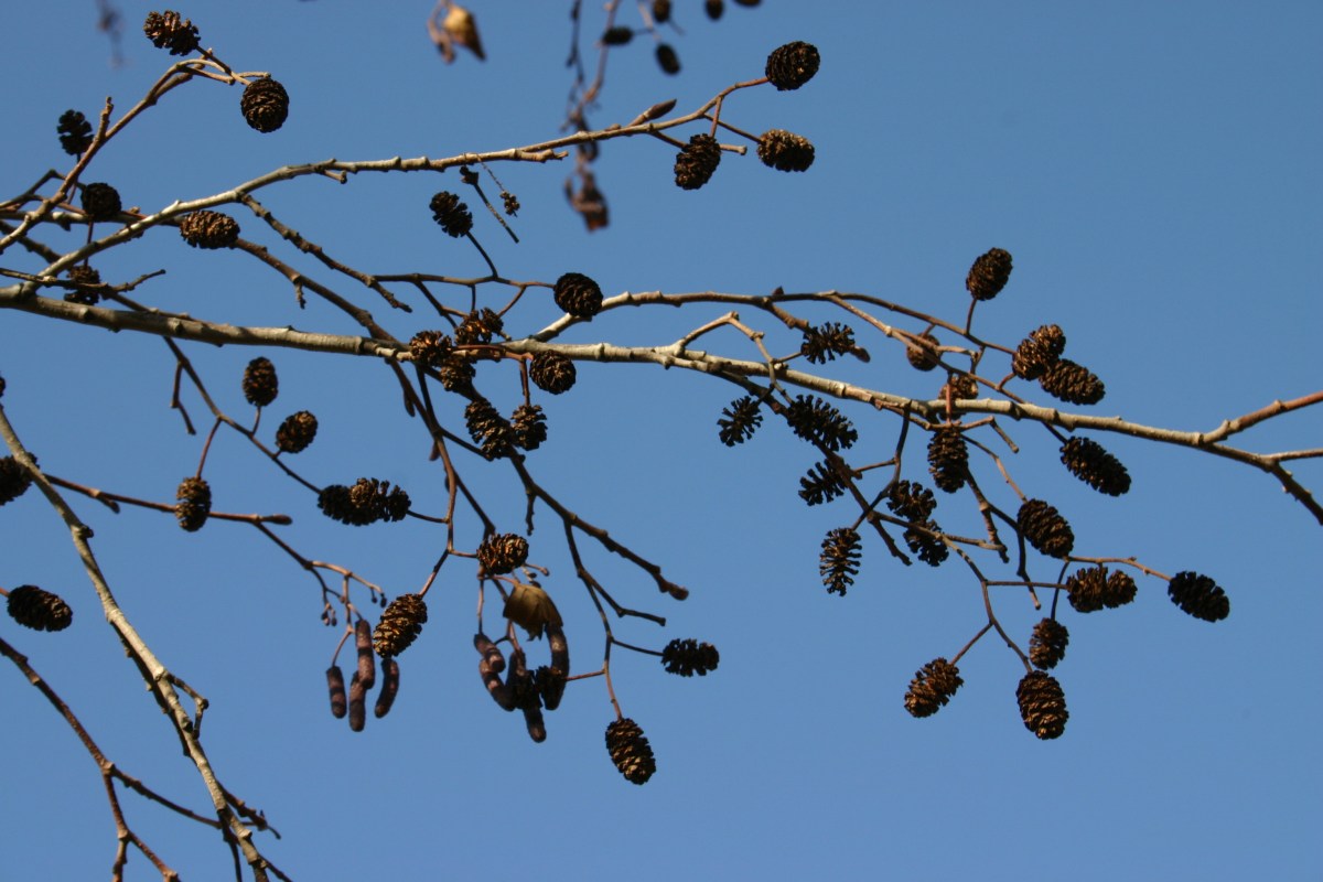 Alders Grow the Extra Mile | biologicalenrichment