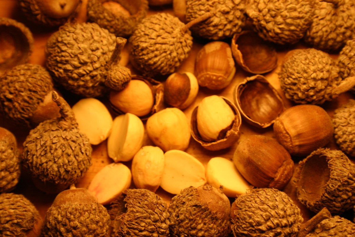 The Young and Evolving Oak Tree | biologicalenrichment