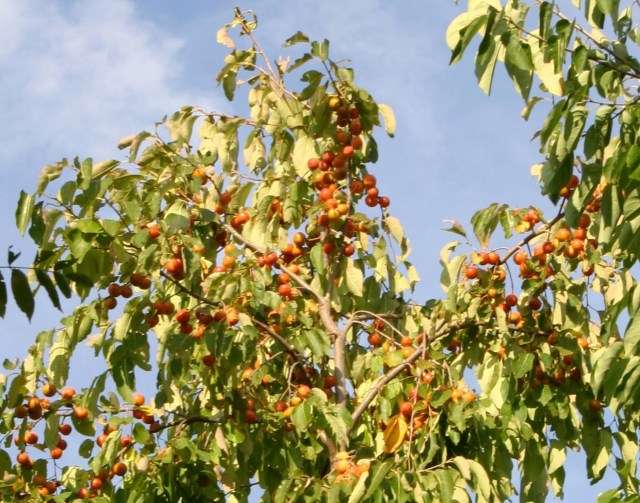Persimmon Roots and Their Underground Network | biologicalenrichment