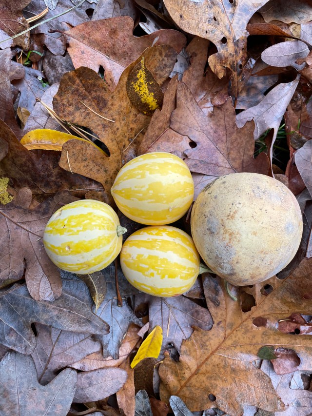 The Year of the Buffalo Gourd | biologicalenrichment
